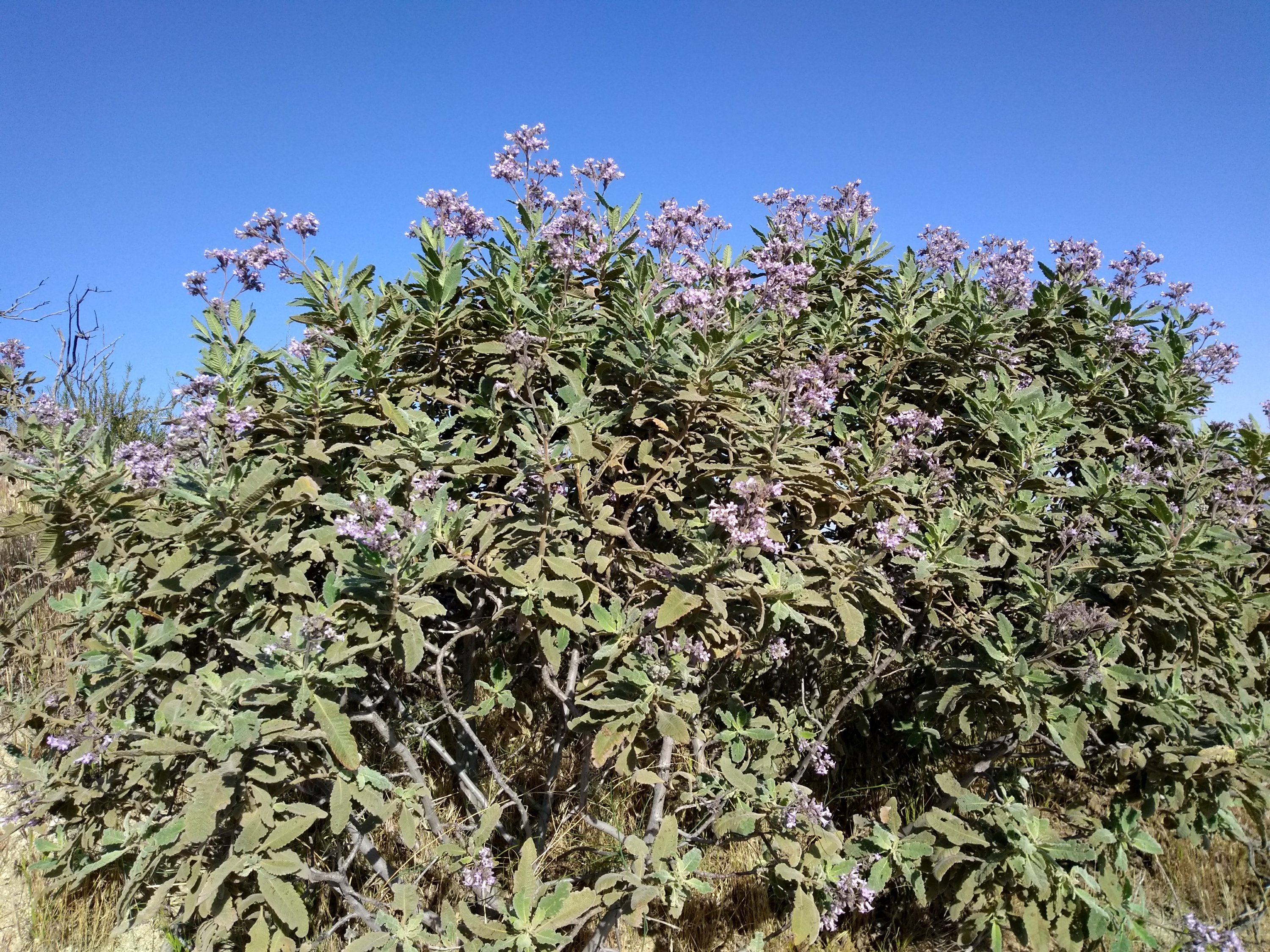 Agua Dulce and Vasquez Rocks – Sarah and Jay Hike